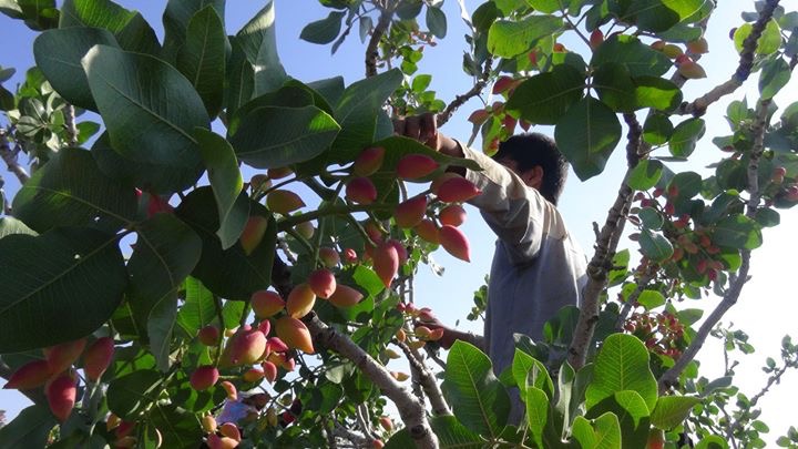 Syria’s “Golden Tree” Rises Again | SyriaUntold | حكاية ما انحكت
